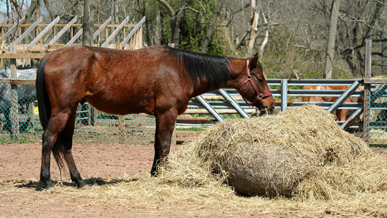 The Animal Rescue Alliance