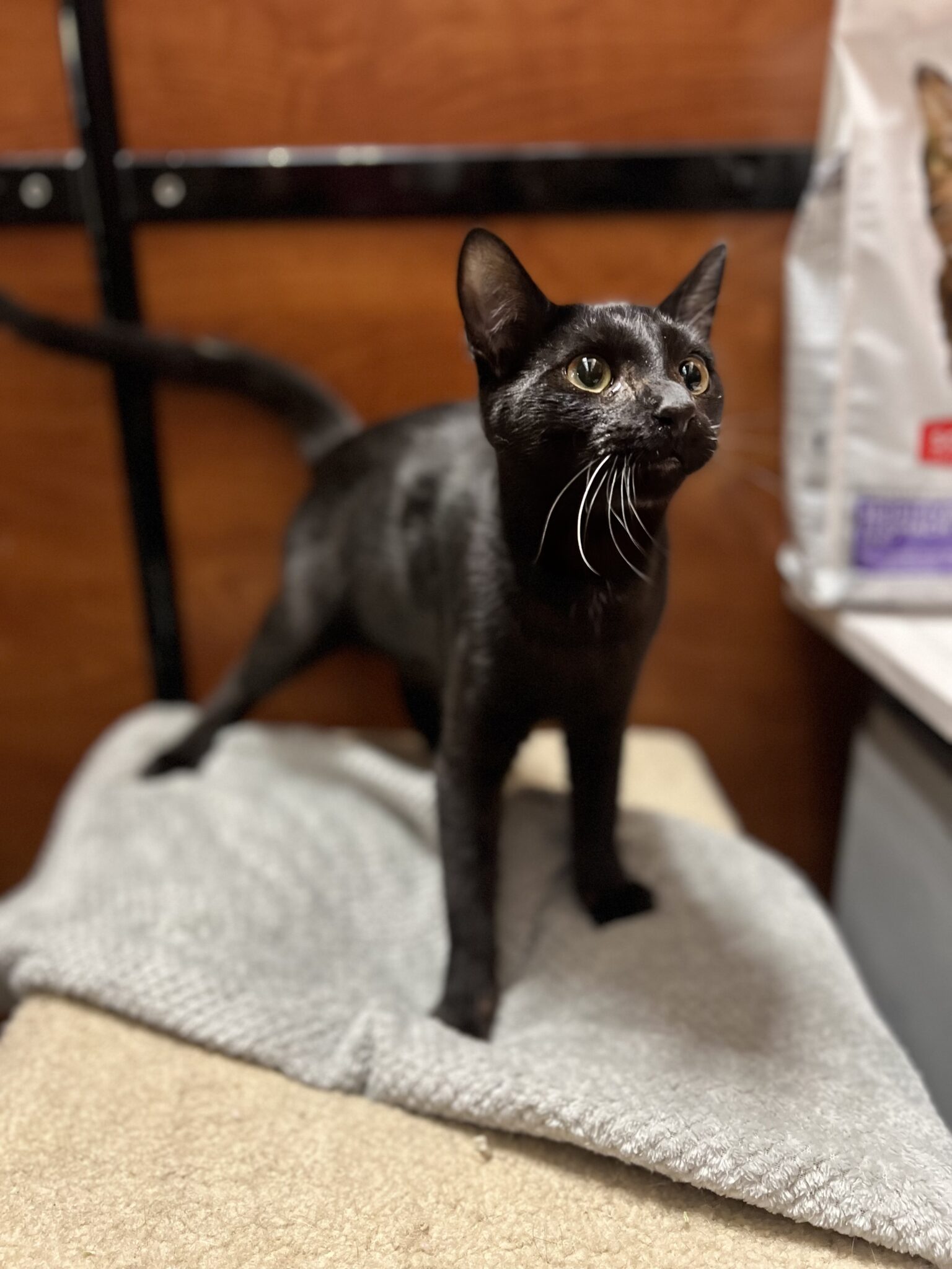 Zuri – ADOPTED! – The Animal Rescue Alliance