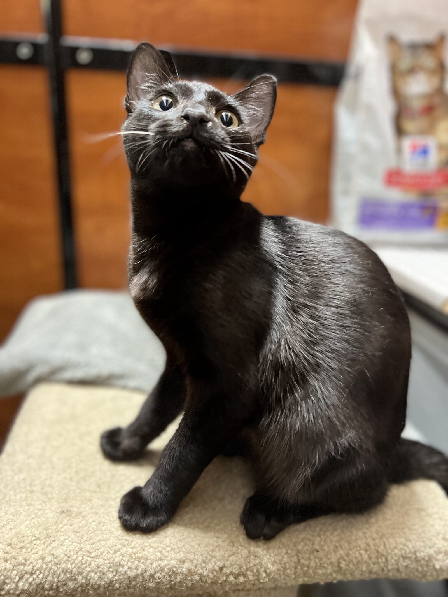 Zuri – ADOPTED! – The Animal Rescue Alliance