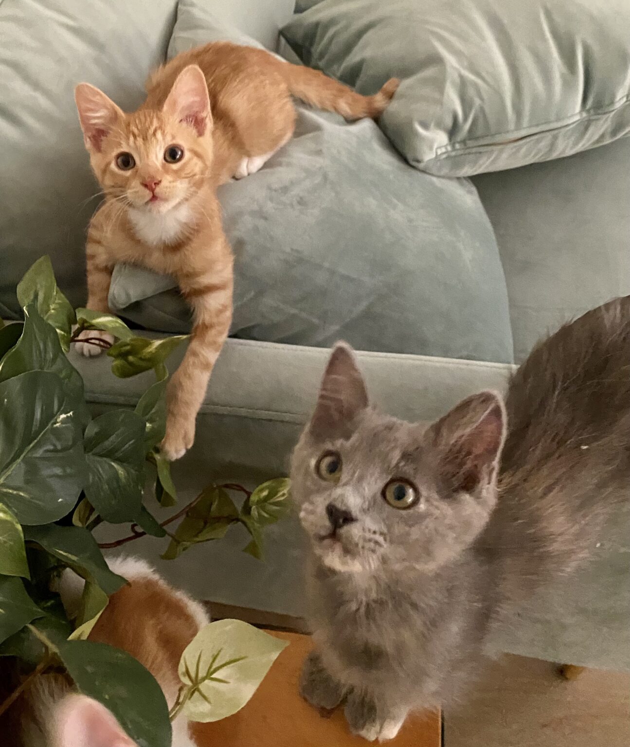 Dublin – ADOPTED! – The Animal Rescue Alliance