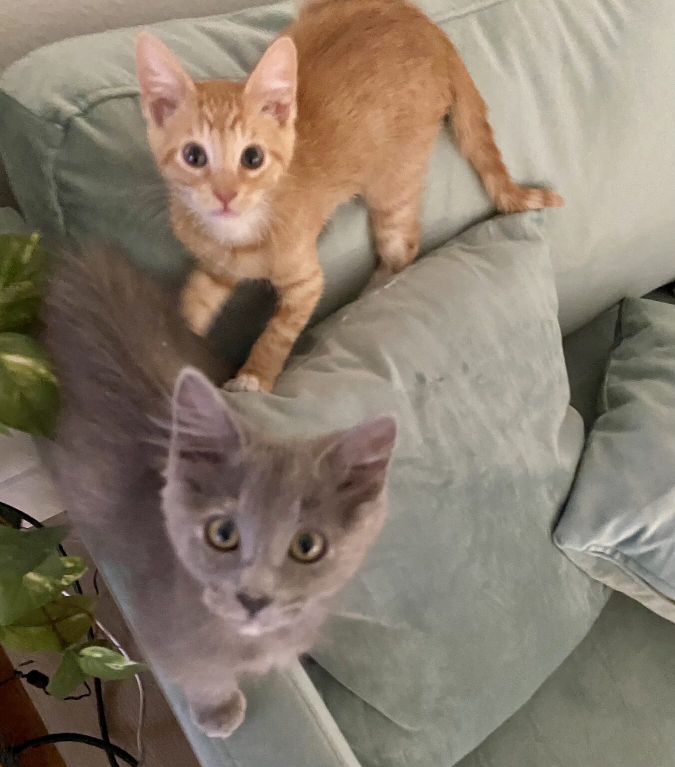 Dublin – ADOPTED! – The Animal Rescue Alliance