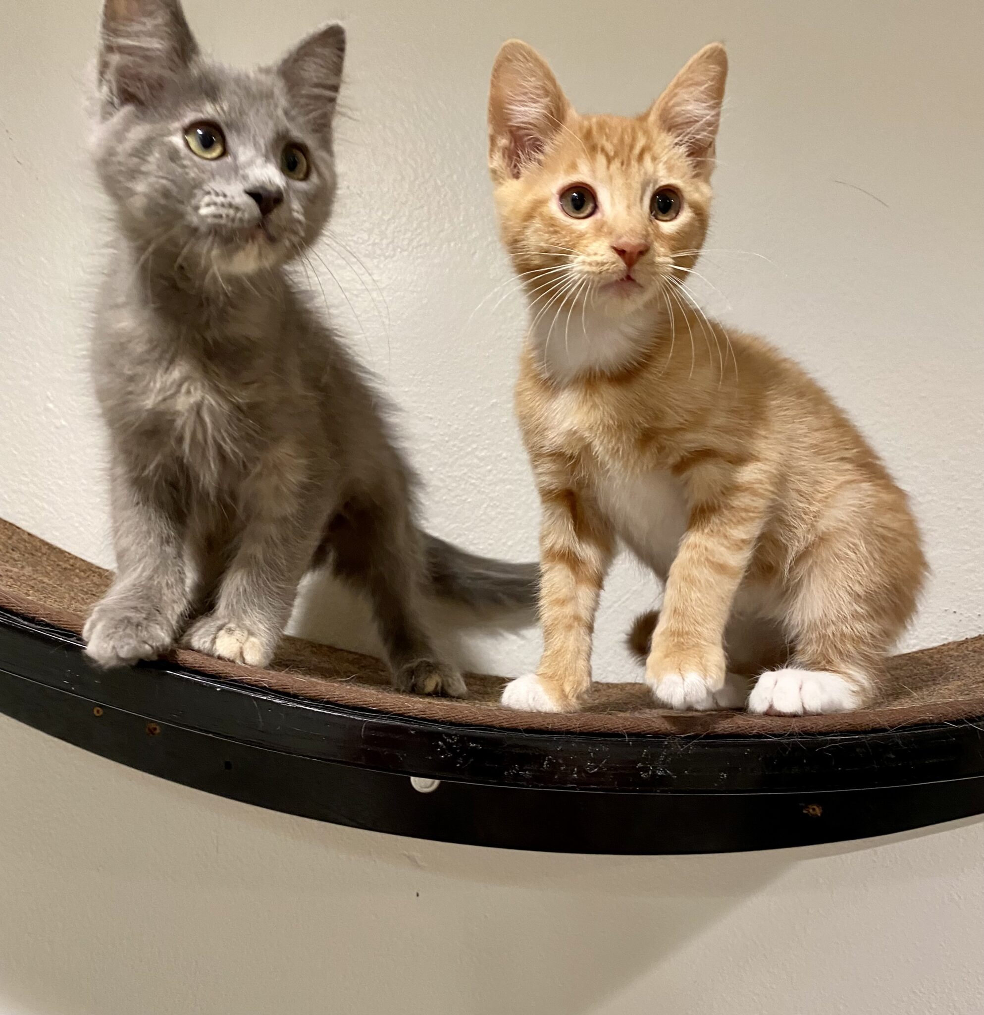 Dublin – ADOPTED! – The Animal Rescue Alliance