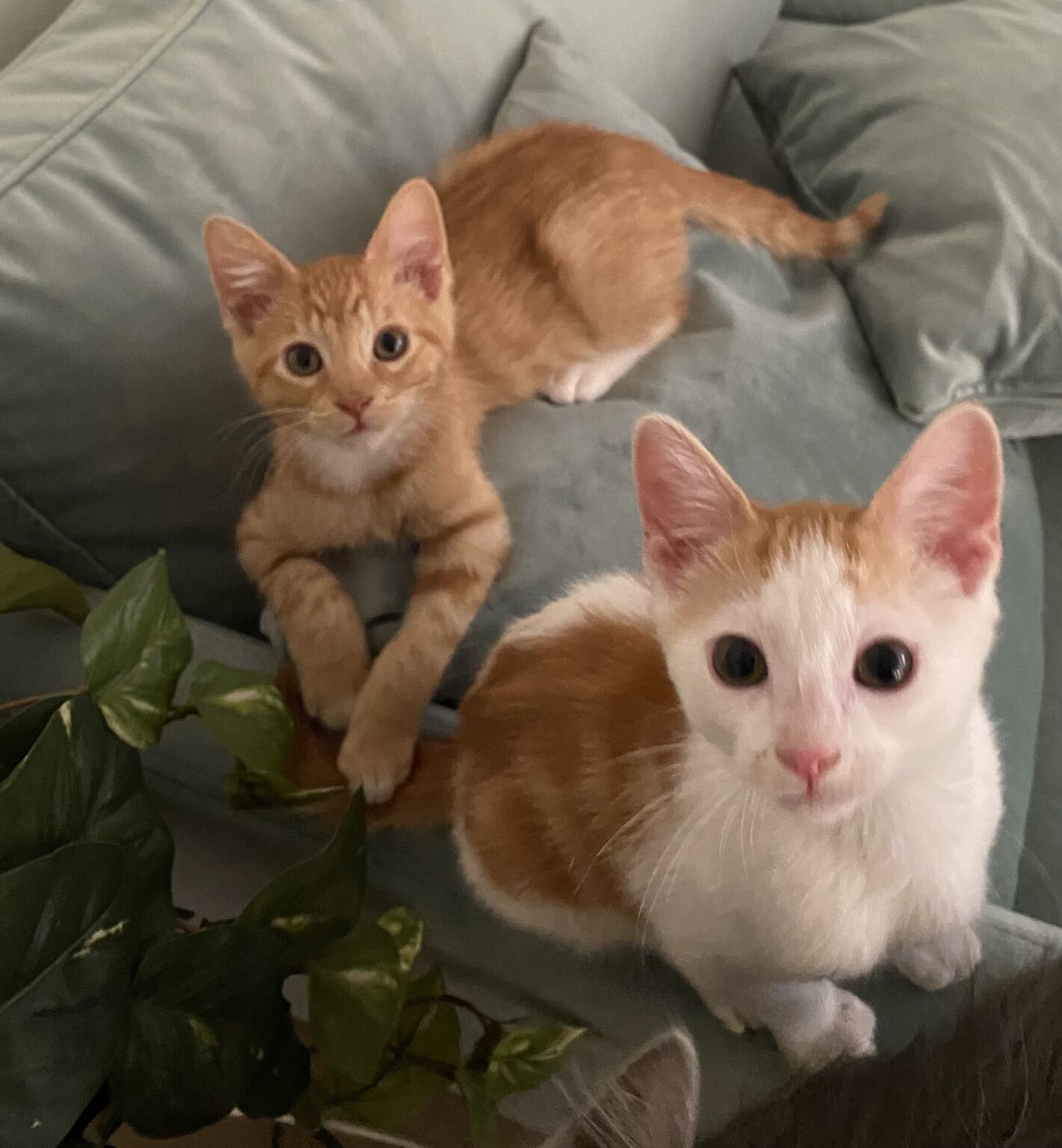 Murphy – ADOPTED! – The Animal Rescue Alliance