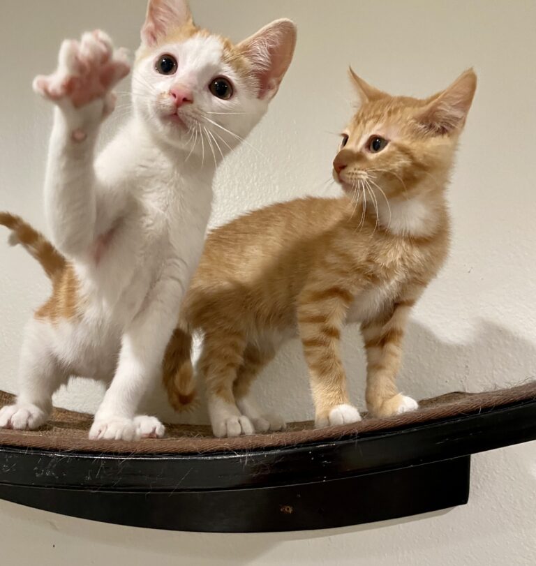 Sullivan – ADOPTED! – The Animal Rescue Alliance