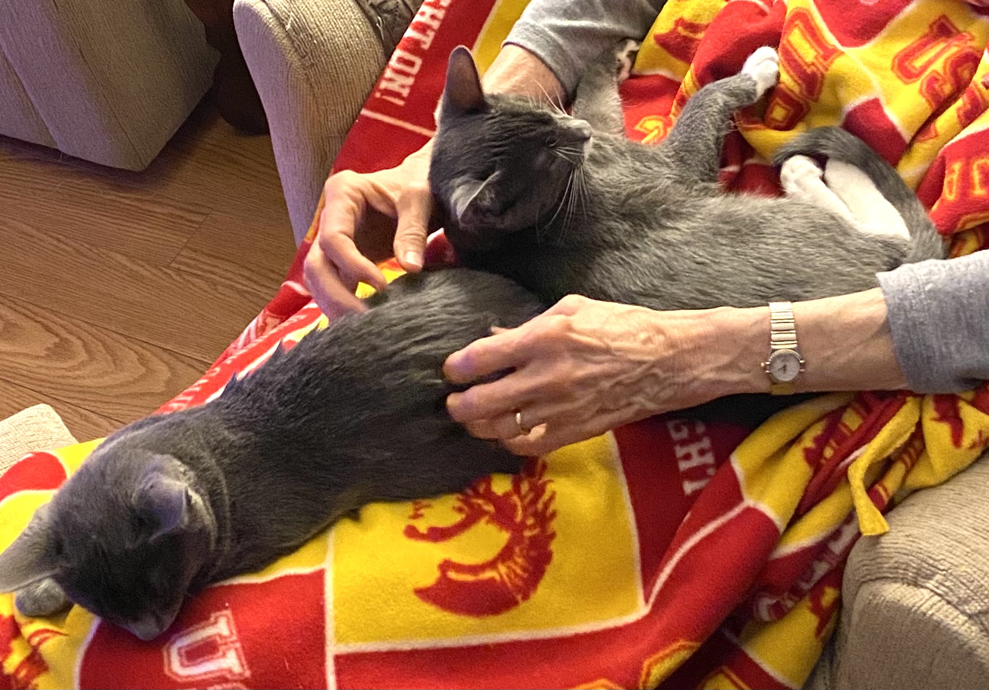 Lily and Mikey 2 – The Animal Rescue Alliance