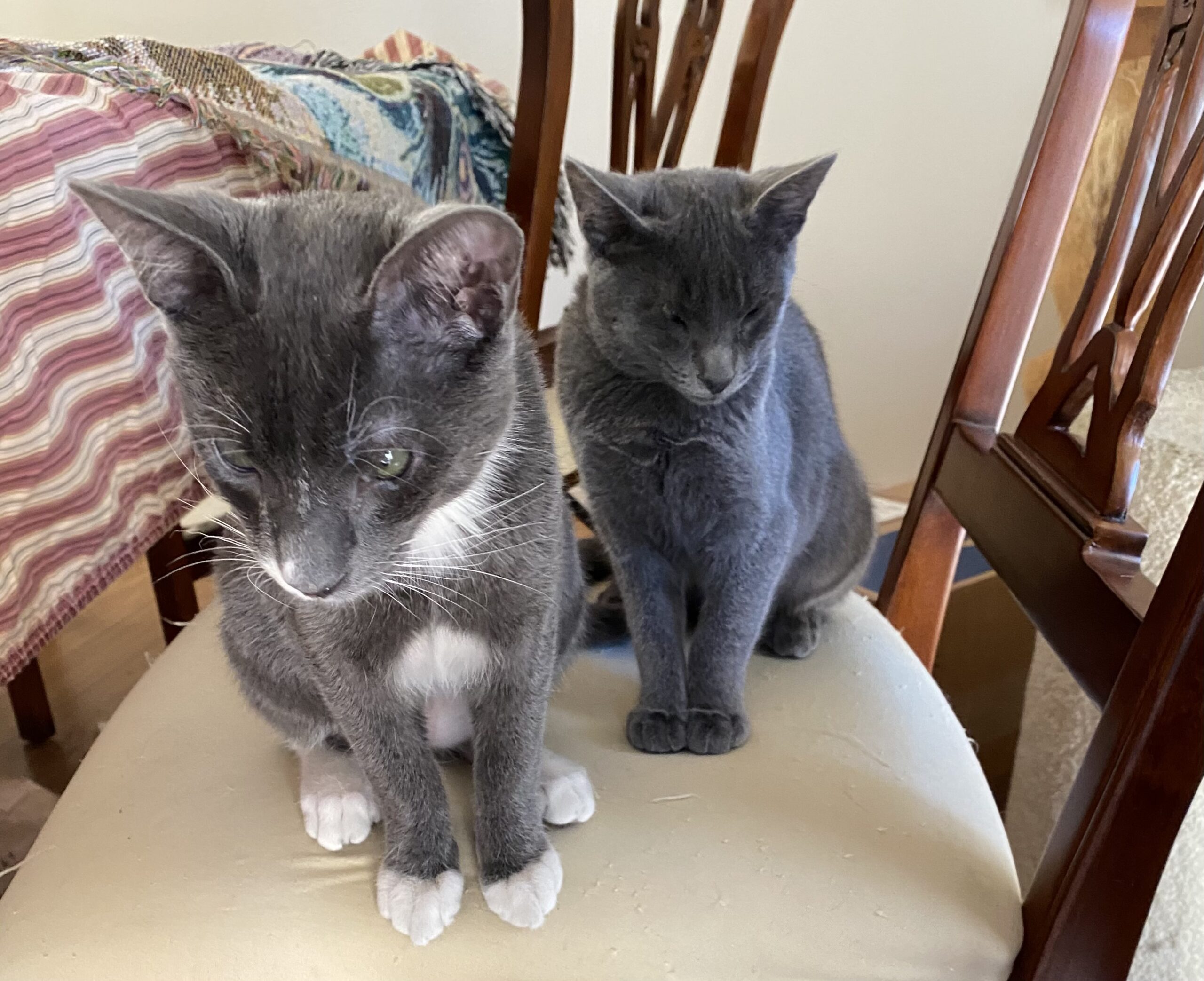 Lily and Mikey 3 – The Animal Rescue Alliance