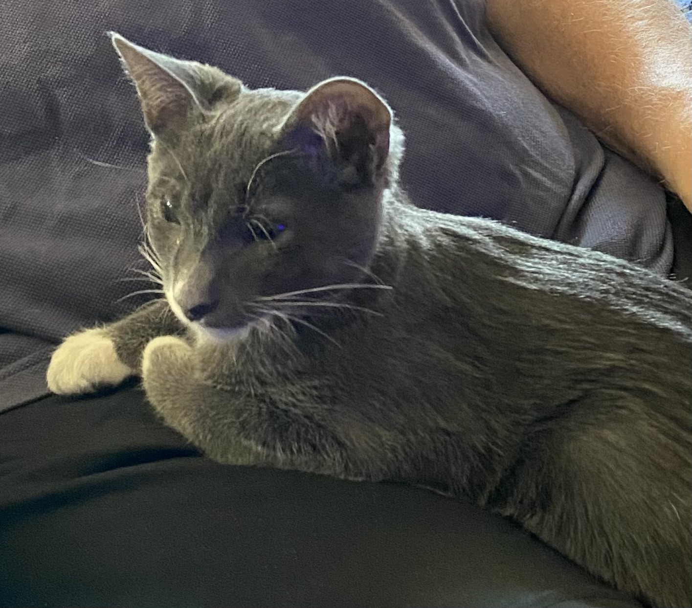 Mikey 1 – The Animal Rescue Alliance