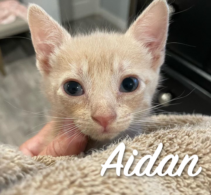 Aidan – ADOPTED! – The Animal Rescue Alliance