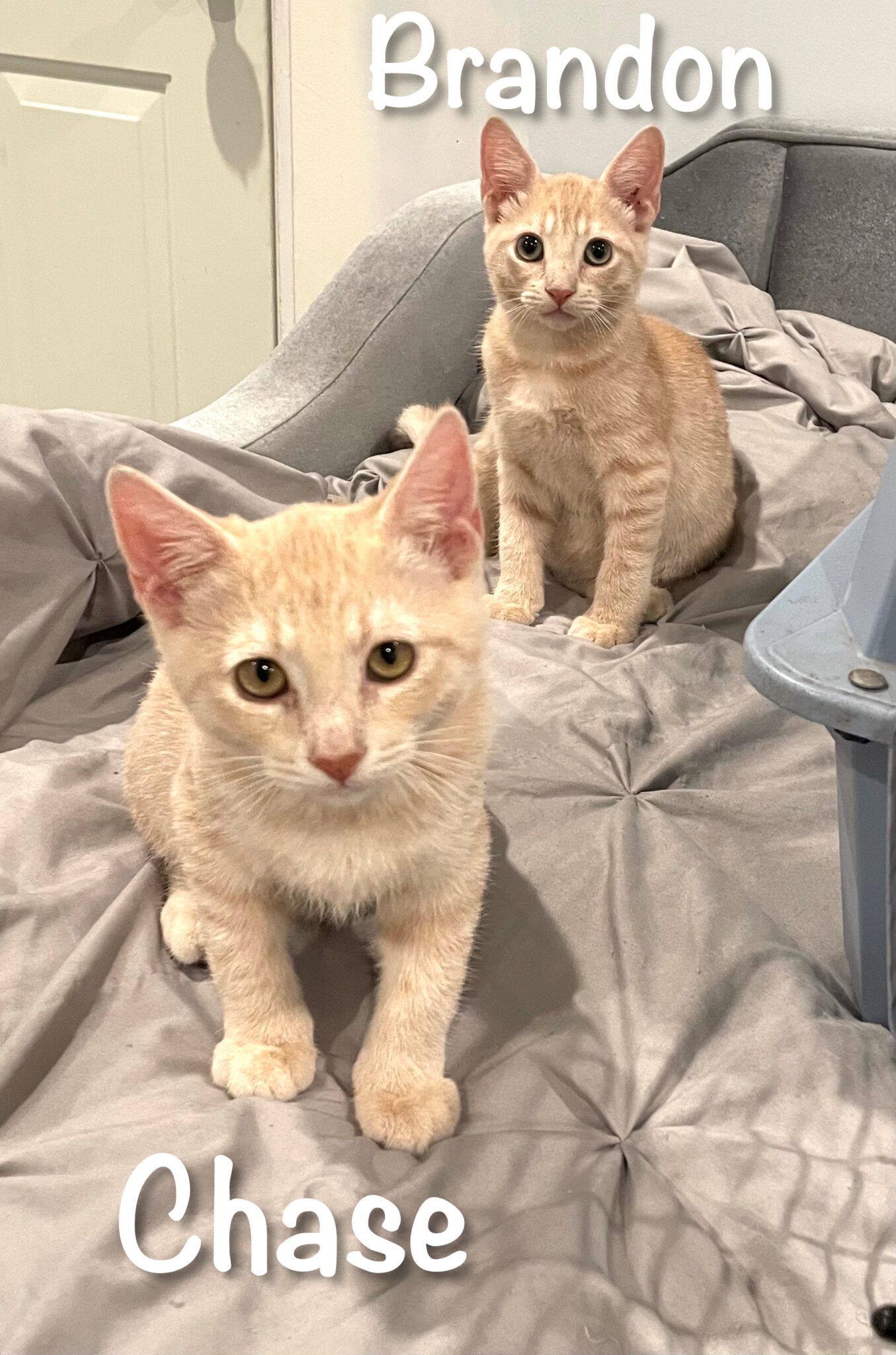 Chase and Brandon with Names 1 – The Animal Rescue Alliance