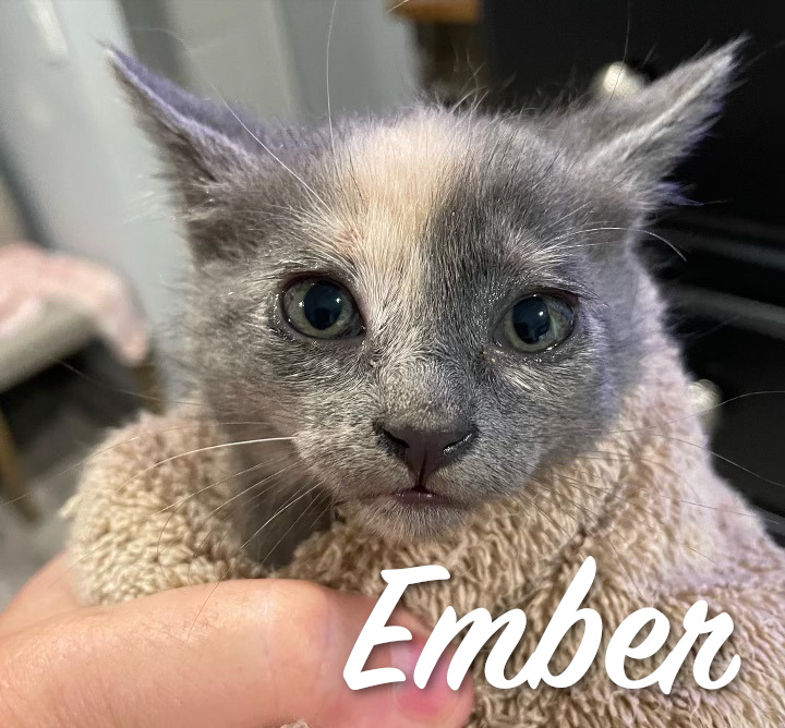Ember – ADOPTED! – The Animal Rescue Alliance
