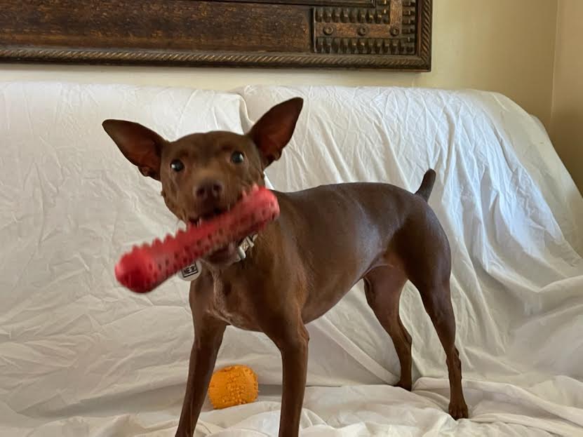 Chula – ADOPTED! – The Animal Rescue Alliance