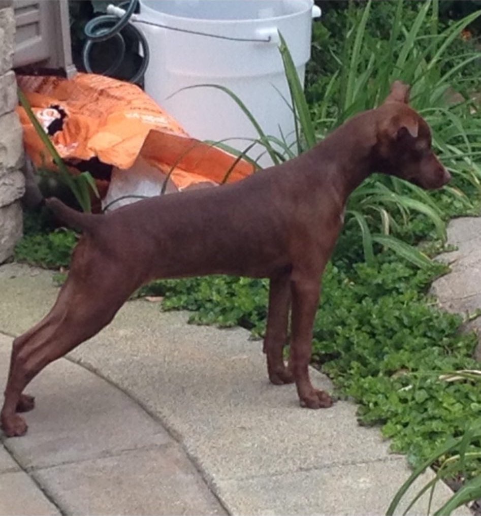 Chula – ADOPTED! – The Animal Rescue Alliance