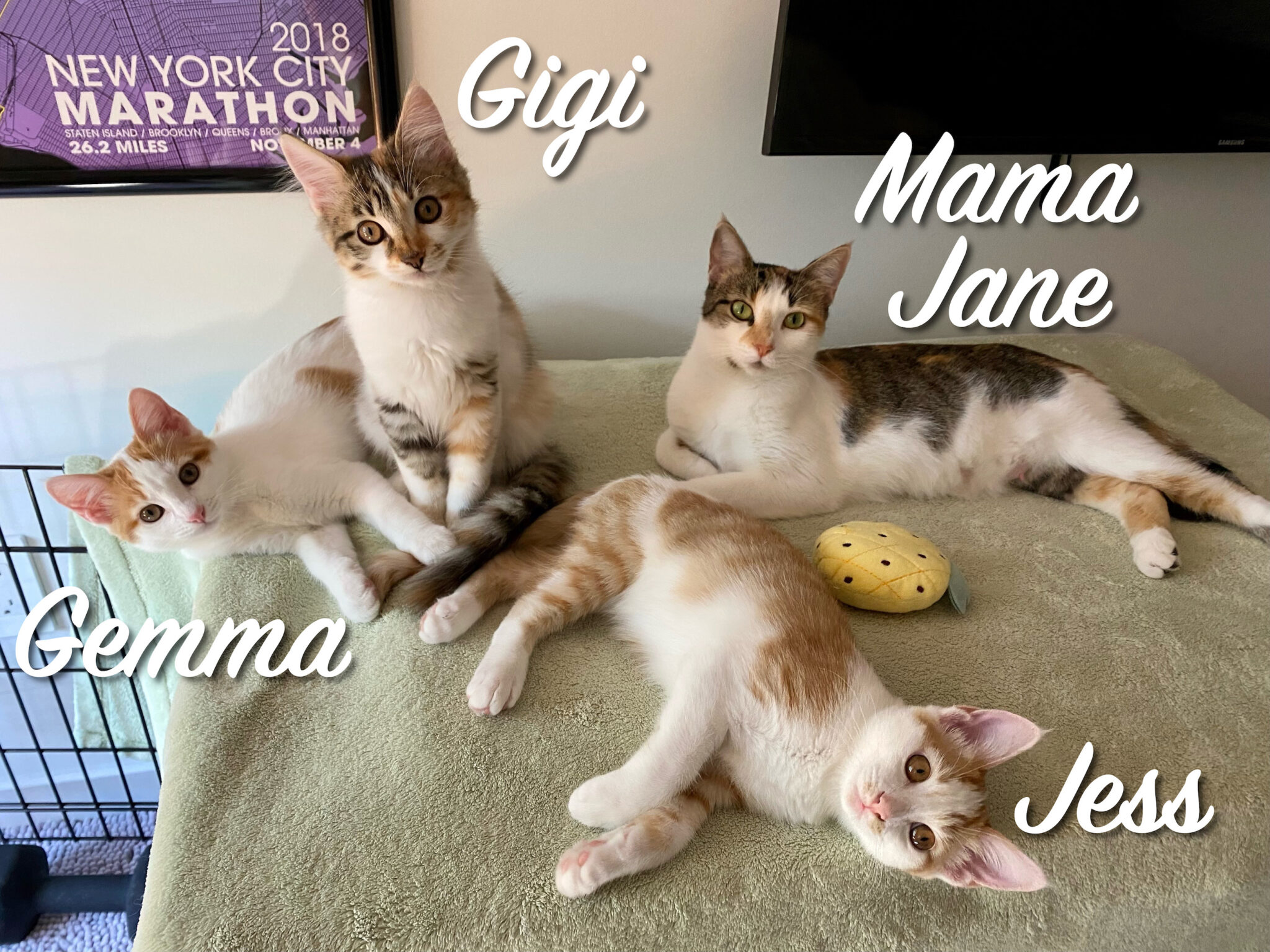 Skid Row Rescue – The Animal Rescue Alliance