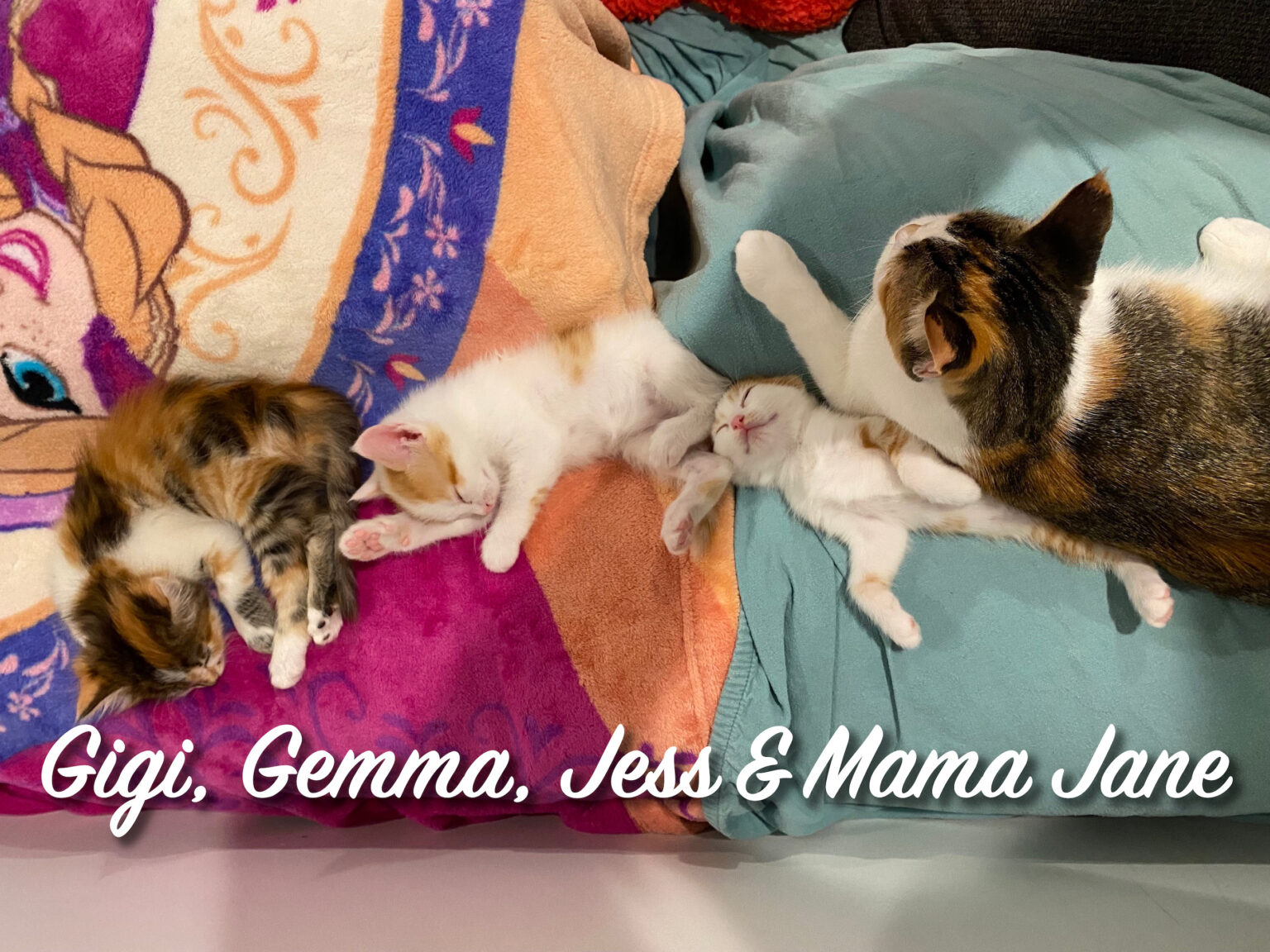 Gigi, Gemma, Jess, and Mama Jane with Names – The Animal Rescue Alliance