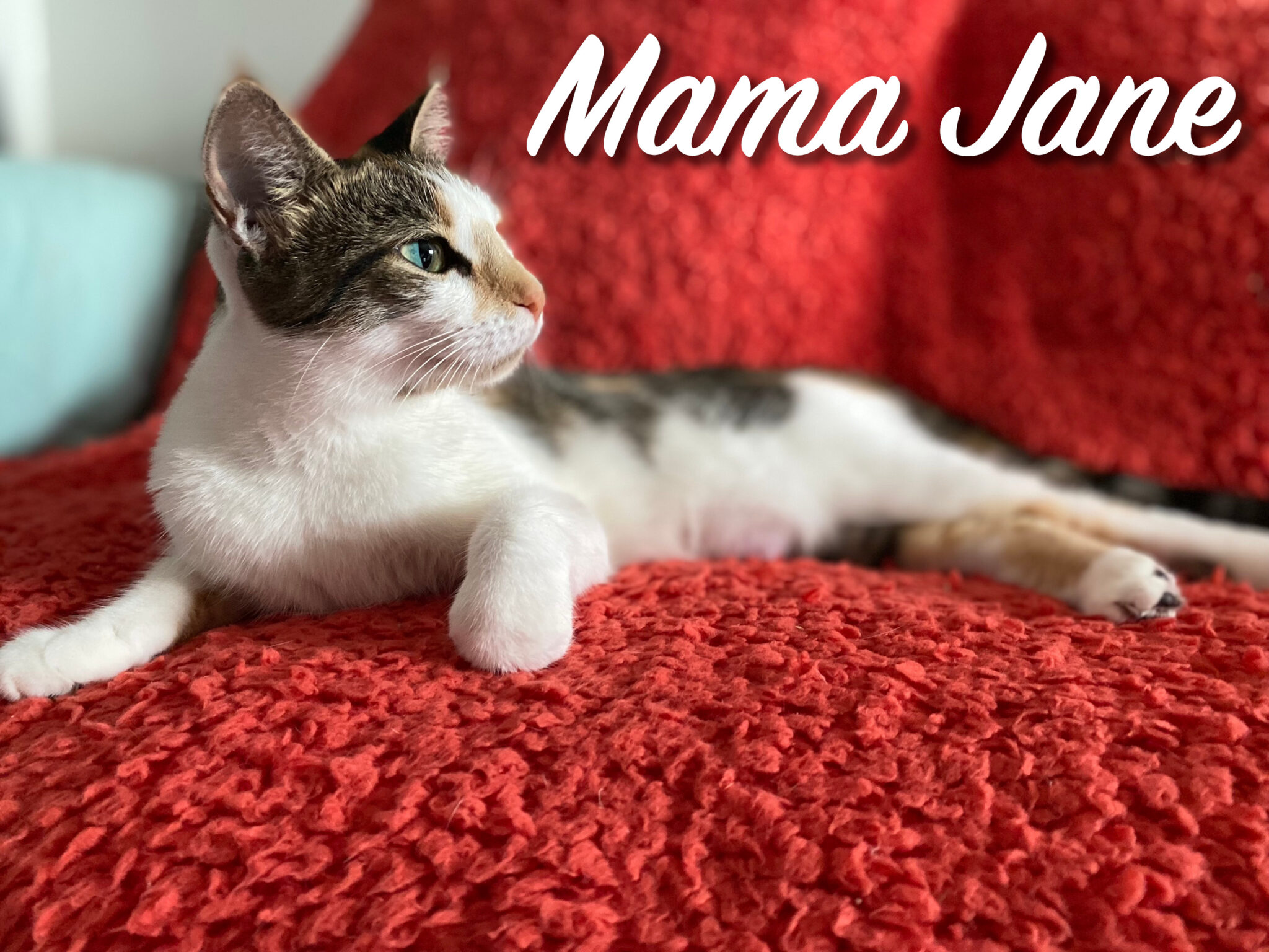 Mama Jane 2 with Name – The Animal Rescue Alliance