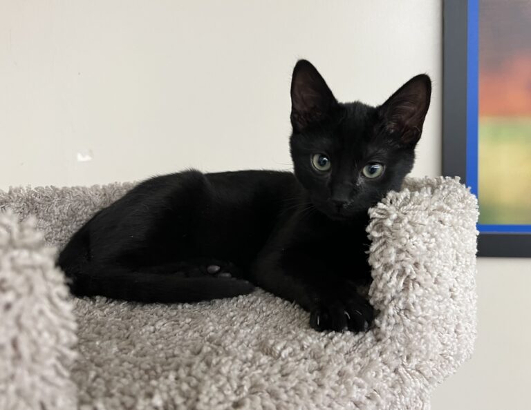 Declan 2 – The Animal Rescue Alliance