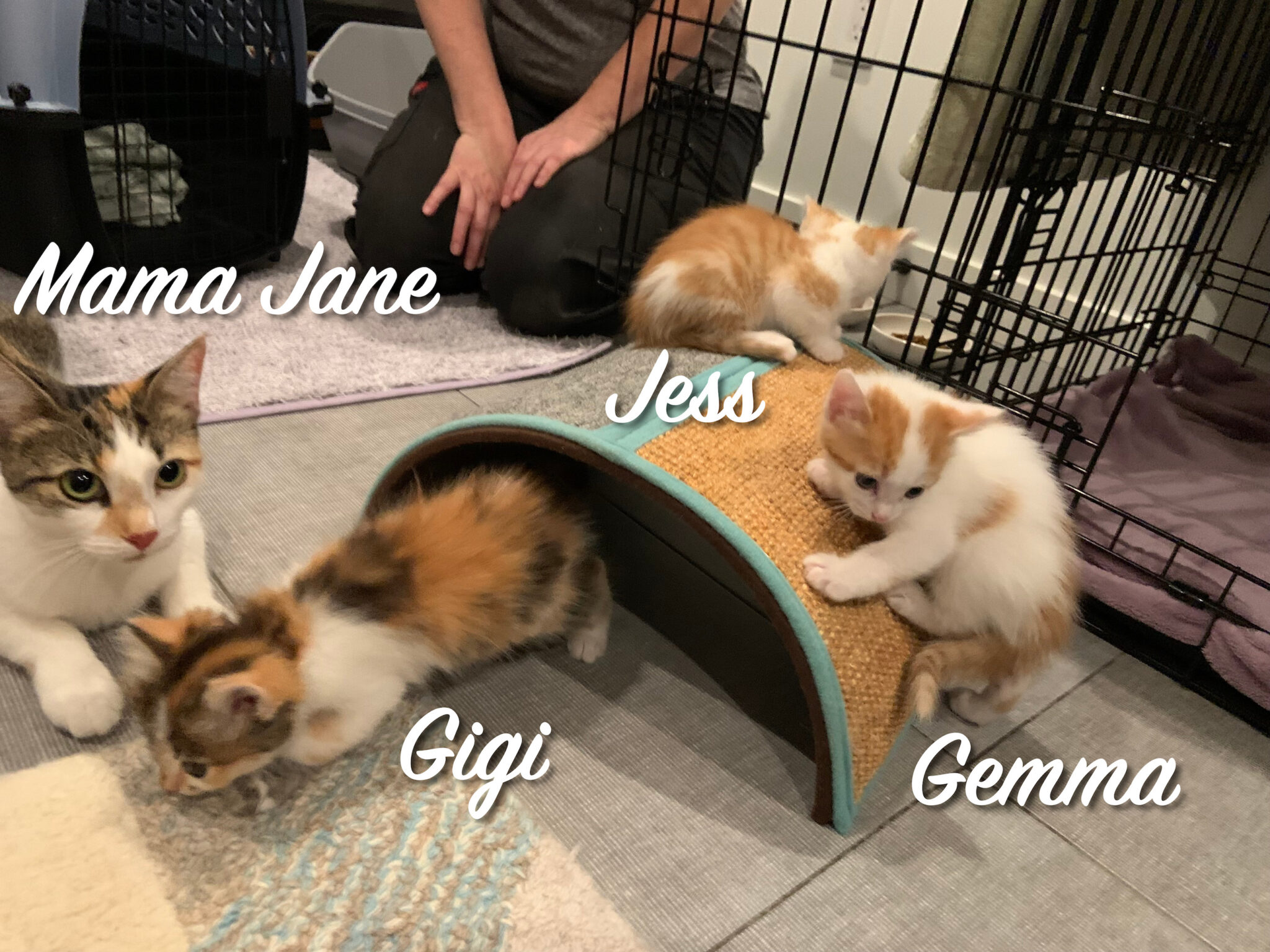 Skid Row Rescue – The Animal Rescue Alliance