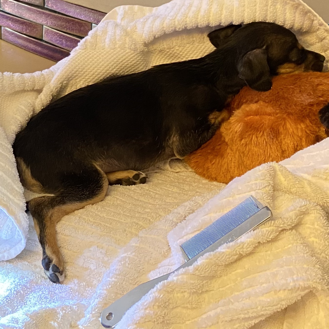 Mousey – The Animal Rescue Alliance