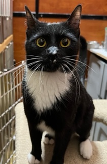 Gabriel – The Animal Rescue Alliance