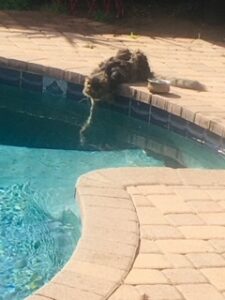 The Mystery of Missing Max – The Animal Rescue Alliance