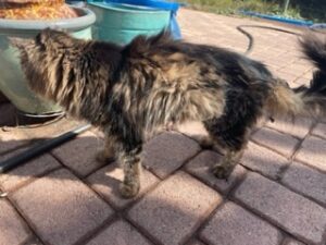 The Mystery of Missing Max – The Animal Rescue Alliance